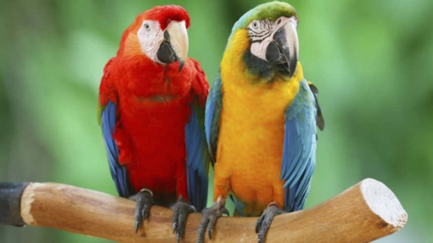 APATINSKO UDRUŽENJE “TIGRICA” OSTVARILO ZNAČAJNE REZULTATE NA IZLOŽBI ...