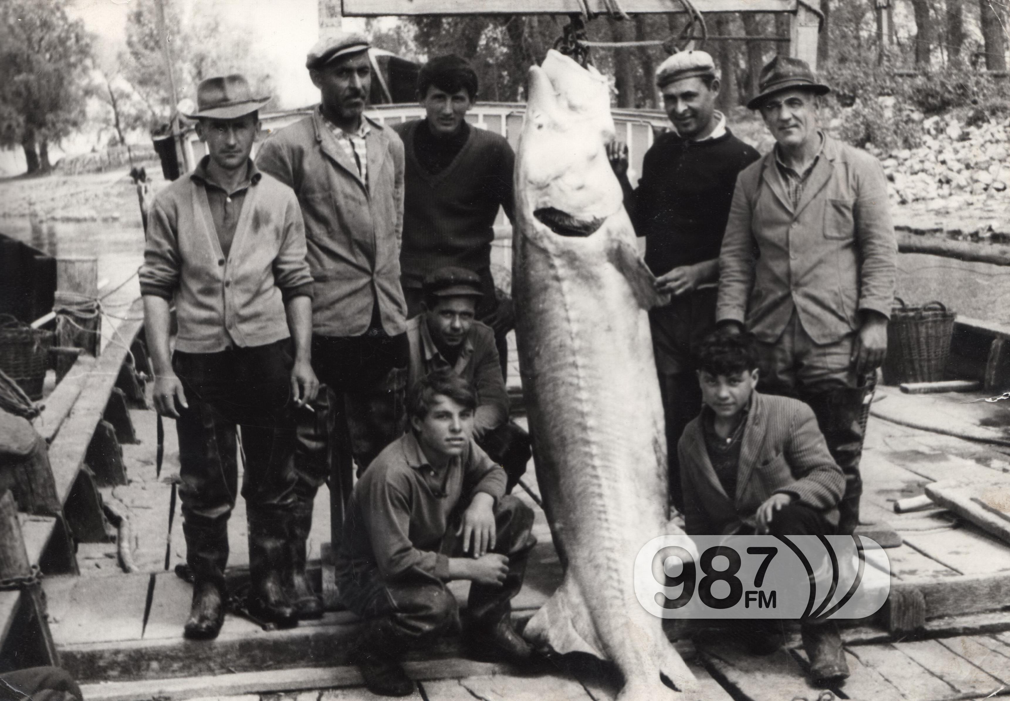 NAJVEĆA MORUNA KOD APATINA UPECANA 1964. GODINE - Radio Dunav